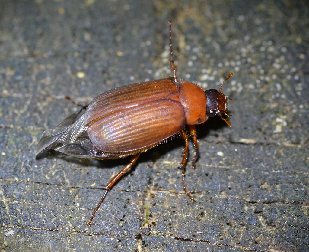 Brown Chafer from 91301 Forchheim, Deutschland on July 20, 2021 at 10: ...