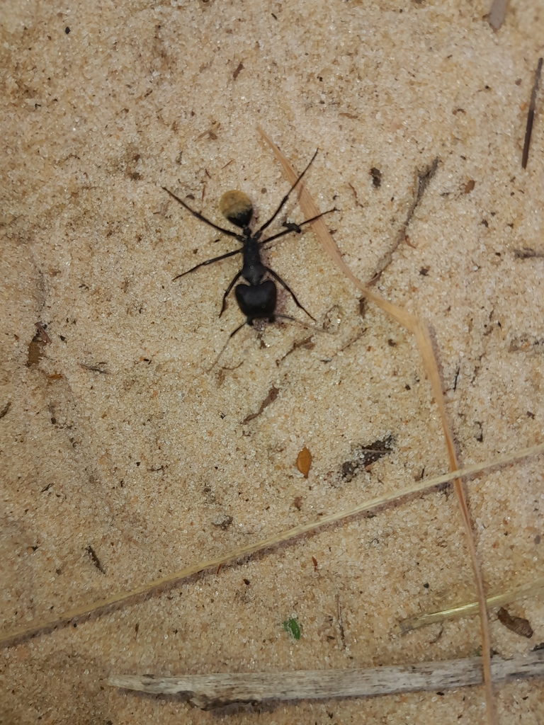 Karoo Balbyter Ant from Zambezi Region, Namibia on November 26, 2023 at ...