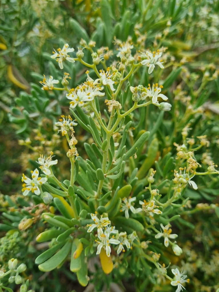 nitre bush from Troubridge Island Conservation Park, South Australia on ...