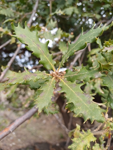 Quercus congesta · iNaturalist