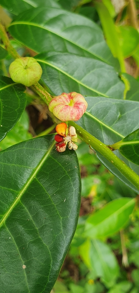 Cheese Tree from Chapel Hill QLD 4069, Australia on November 26, 2023 ...