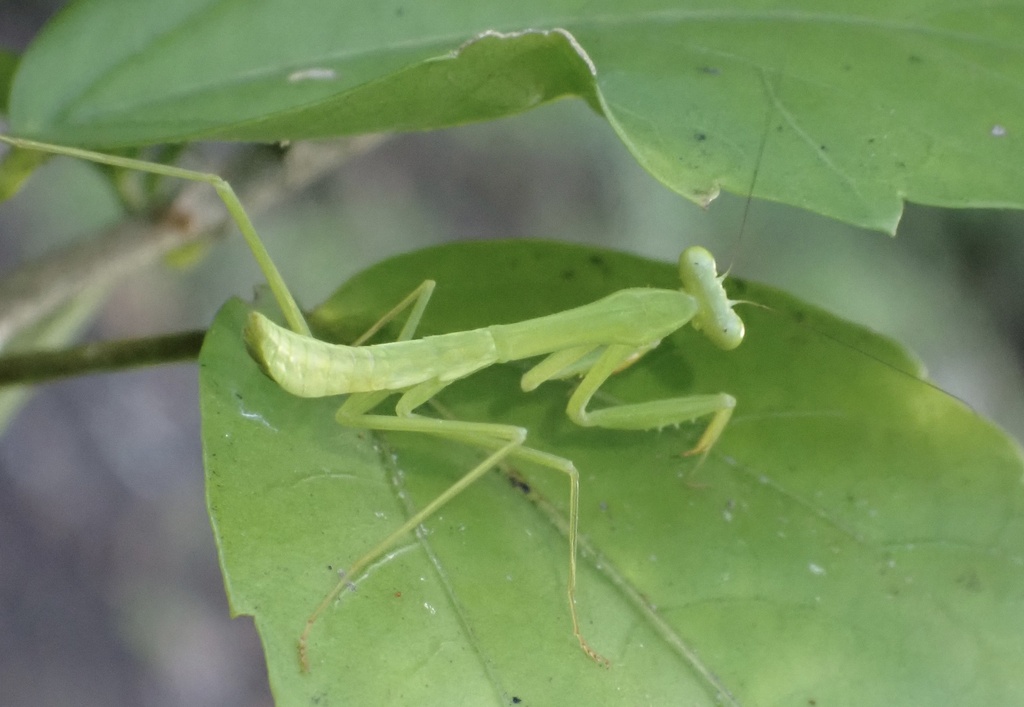 Giant Asian Mantises from Pulau Waigeo, Raja Ampat, West Papua, ID on ...