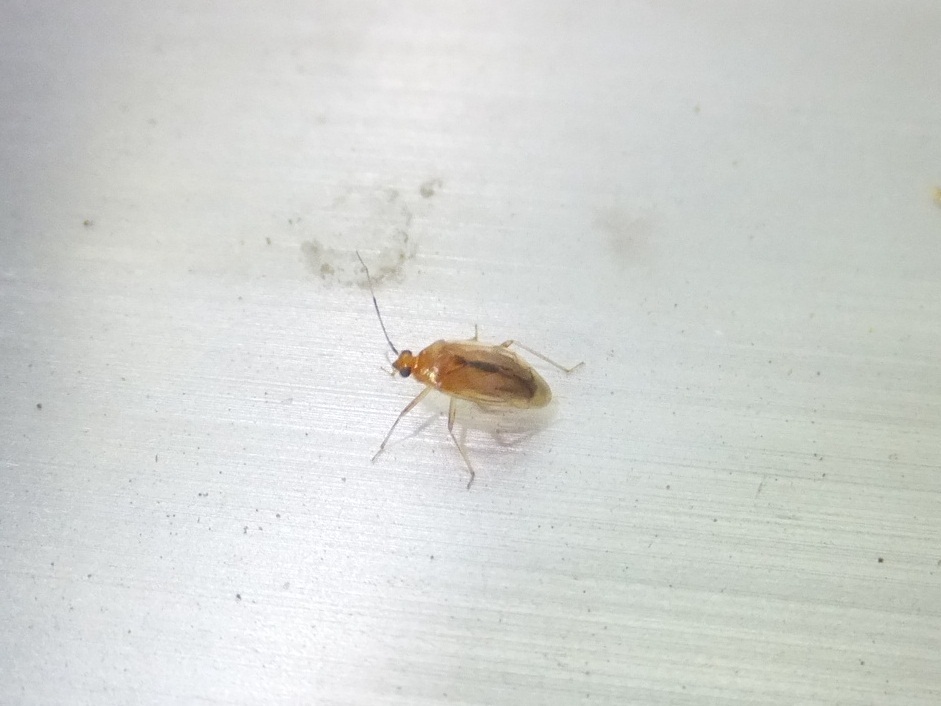 Dortus chinai in March 2013 by hakkahamushi · iNaturalist