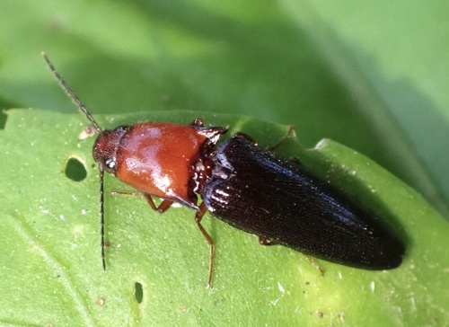 Priopus ruficollis · iNaturalist