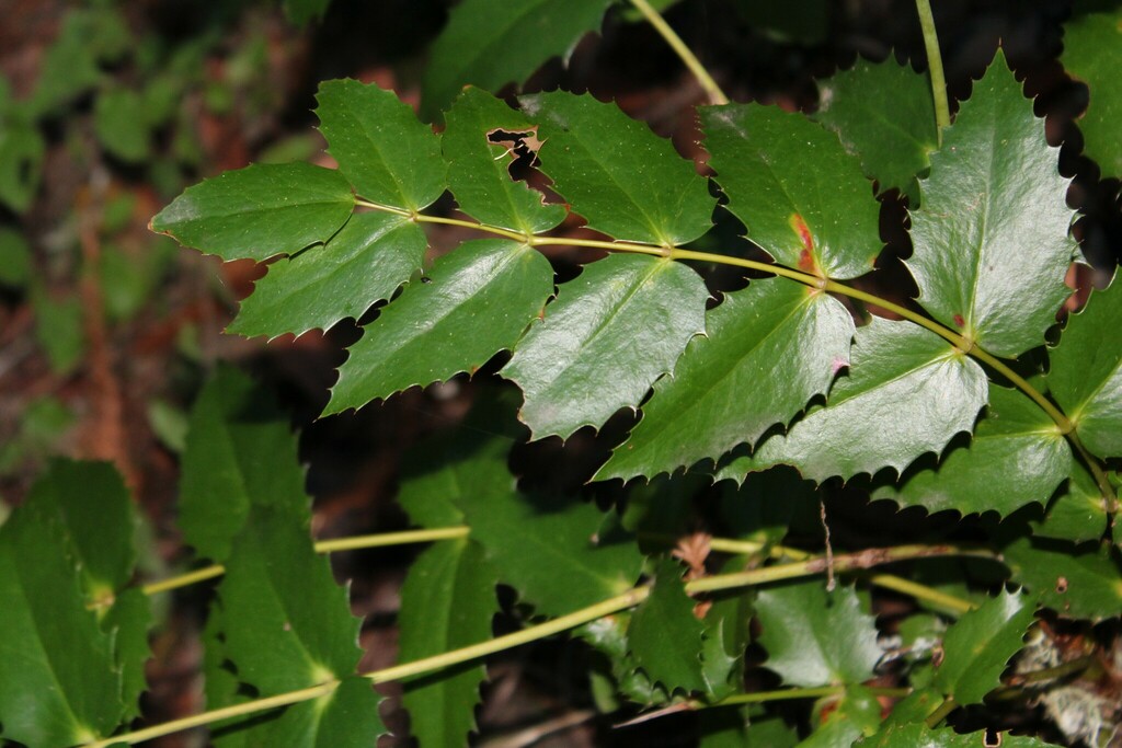 Cascade Oregon-grape from Mt Tamalpais, California 94941, USA on ...