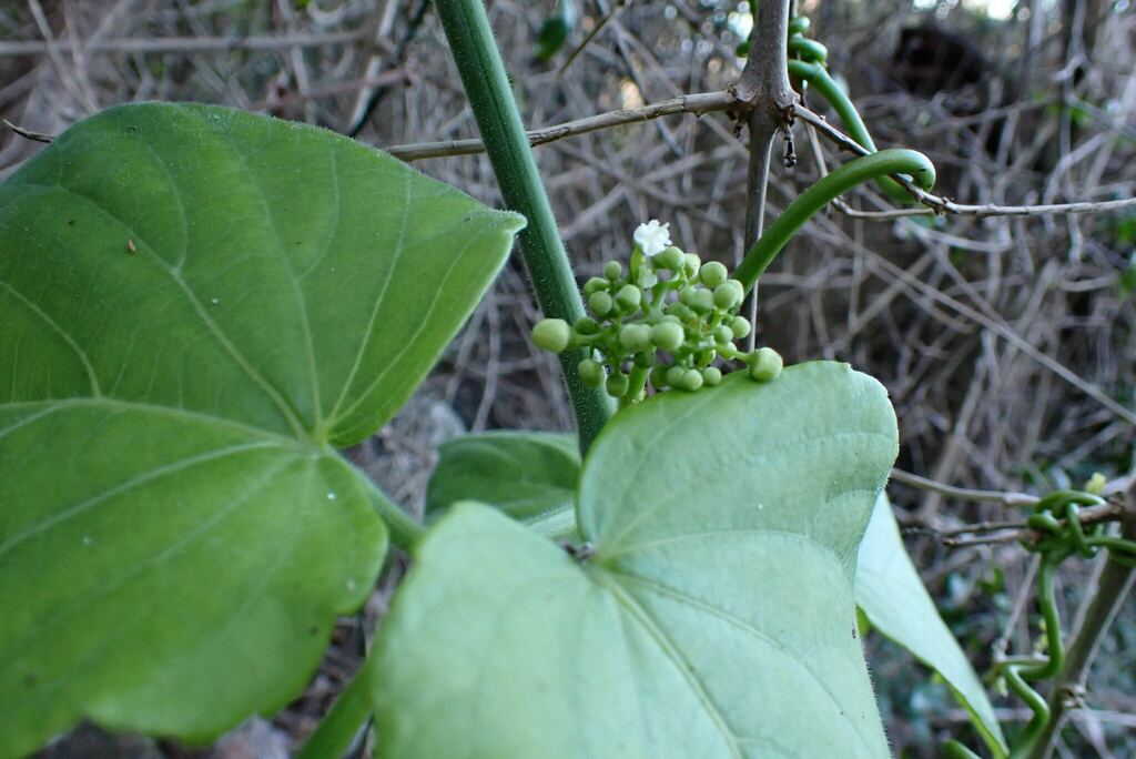 Big-Leaf Vine from Burleigh Heads National Park QLD, Australia on ...