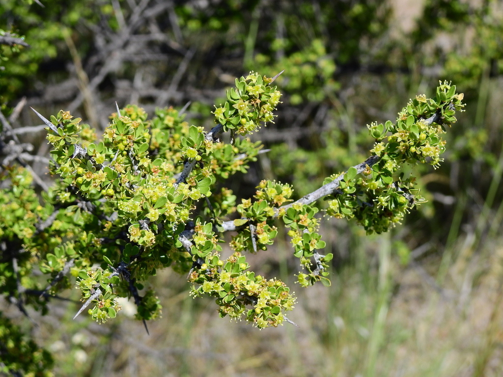 Condalia microphylla from San Carlos, Mendoza, Argentina on November 7 ...