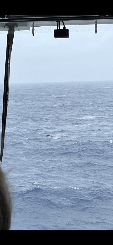 Mesoplodont Whales from South Atlantic Ocean on November 26, 2023 at 09 ...