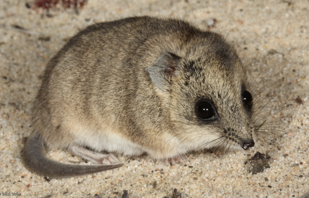 Fat-tailed Dunnart (Sminthopsis crassicaudata) - Know Your Mammals