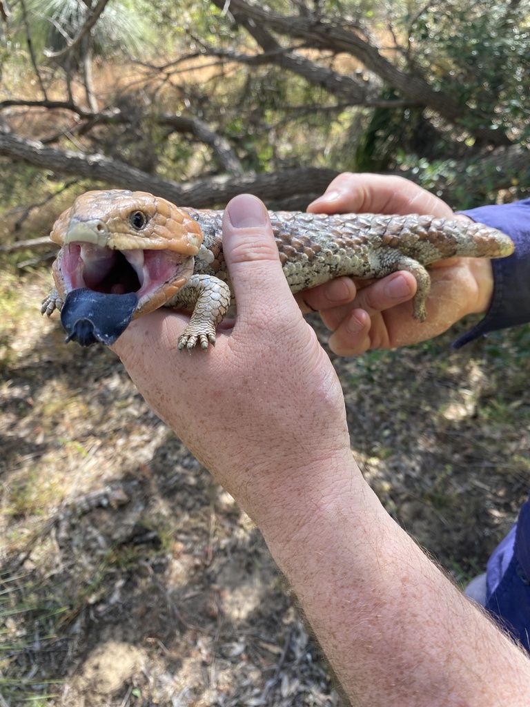 South-west Shingleback Lizard from Thomas Rd, Medina, WA, AU on ...