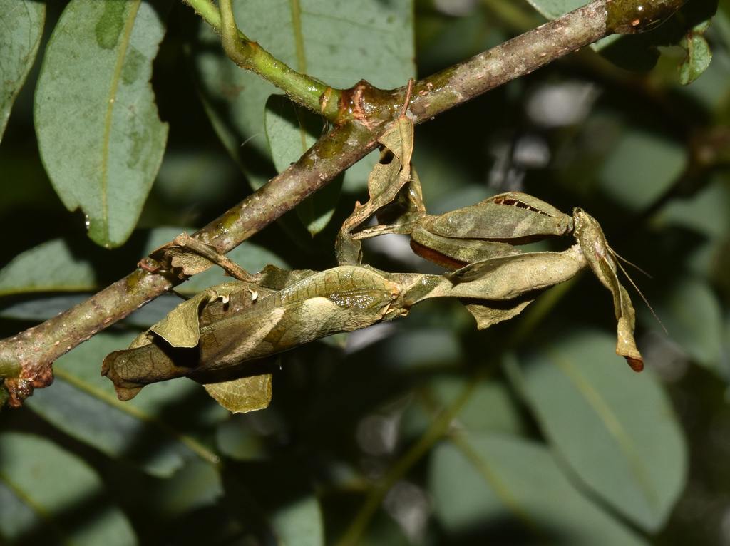 Common Ghost Mantis from Spine Road, Westville, KZN, ZA on November 26 ...