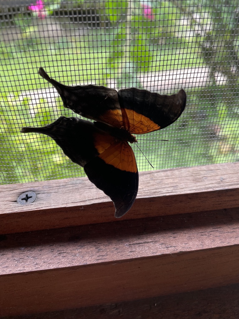 Sunset Daggerwing from Leticia, Leticia, Amazonas, CO on November 4 ...