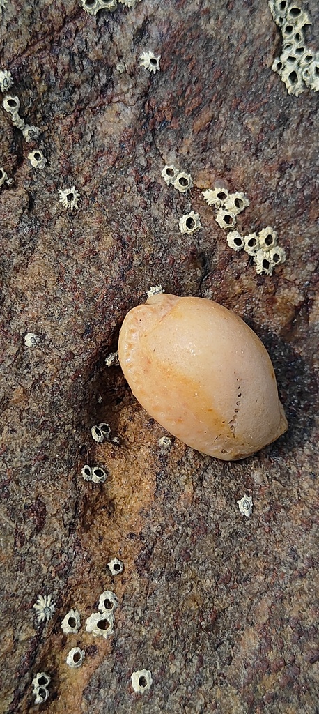 Cowries from Andhra Pradesh, India on November 26, 2023 at 12:27 PM by ...