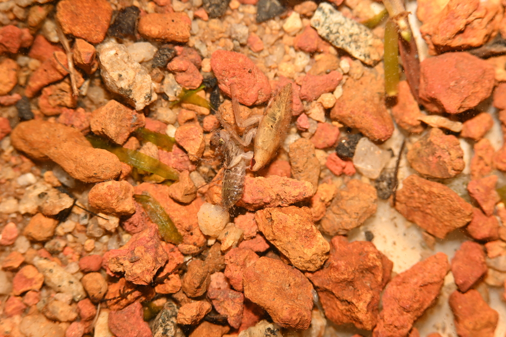 Diplonychus rusticus from Mandai, Singapore on November 19, 2023 at 12: ...