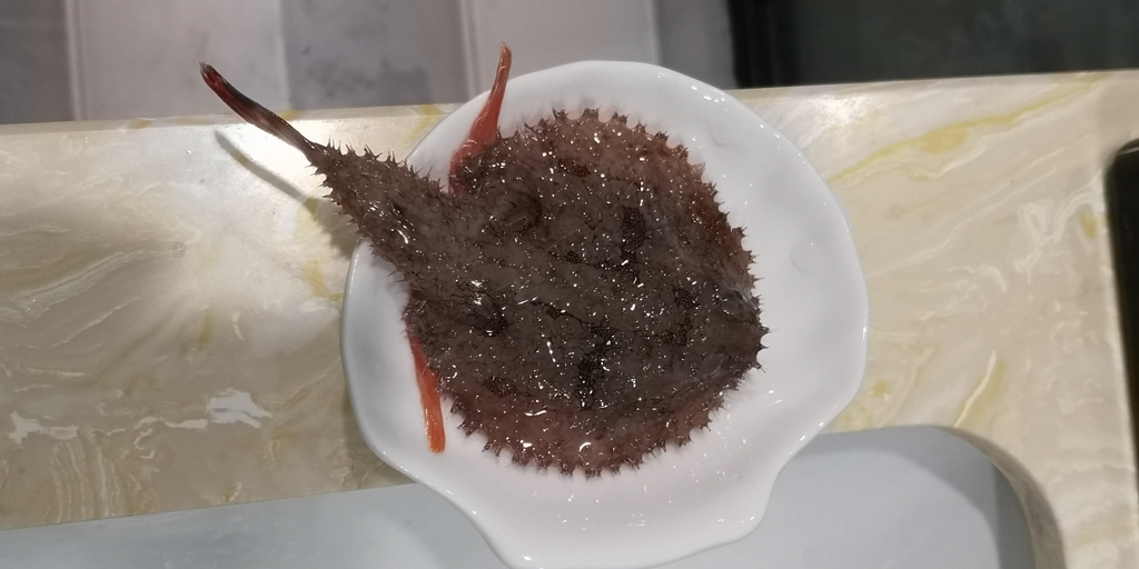 Halieutaea from Hainan, CN-HA, CN on November 26, 2023 at 07:37 AM by ...