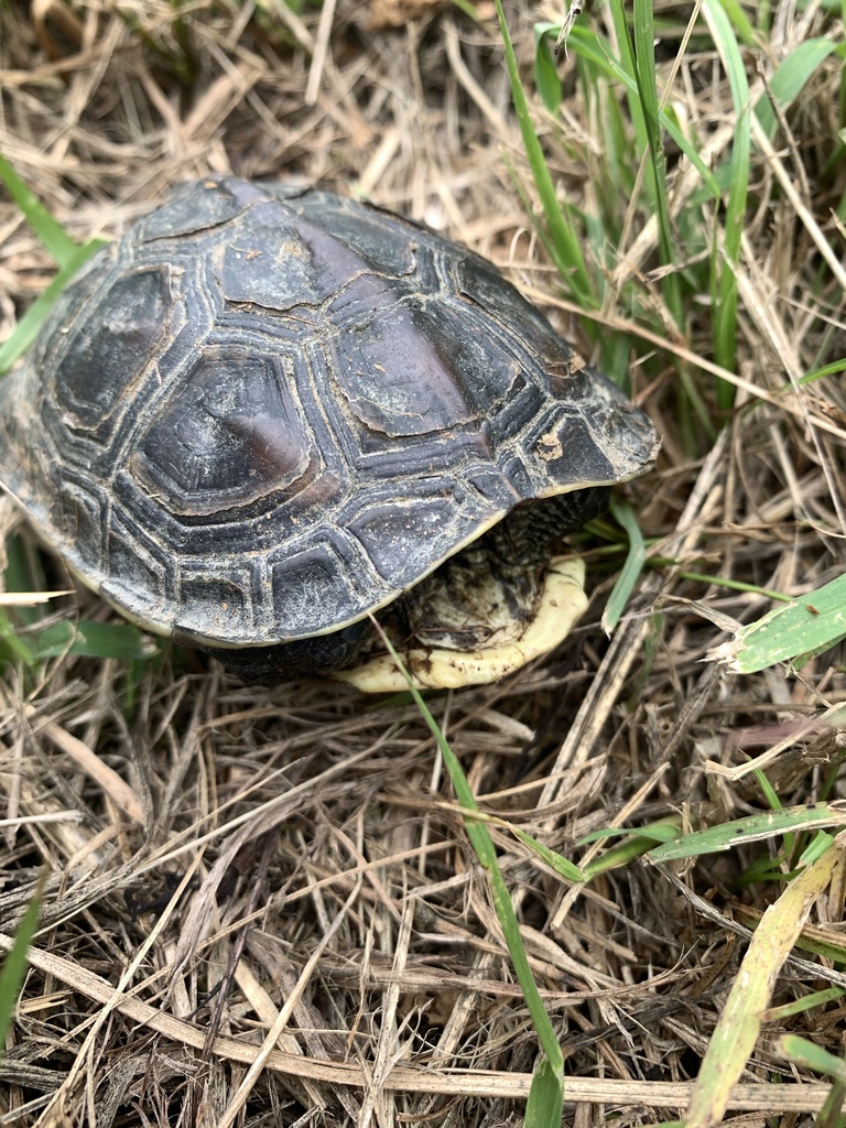 Common thread turtle from 臺灣島, 北投區, TPE, TW on November 26, 2023 at 02: ...