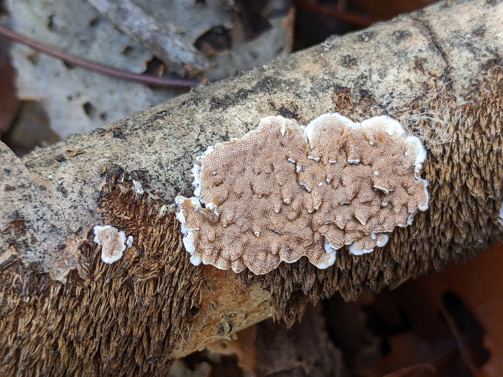 shelf fungi from Macomb County, Michigan on November 23, 2023 at 01:10 ...