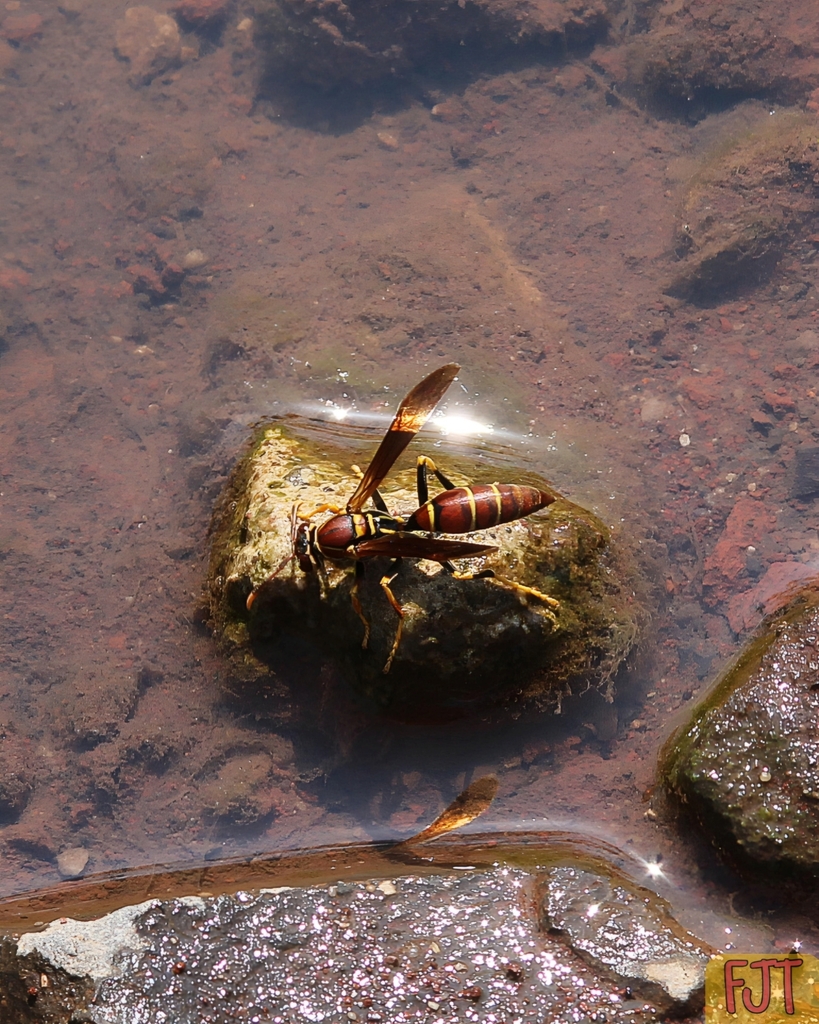 Unstable Paper Wasp from 38786 Los Desmontes, Gto., México on November ...