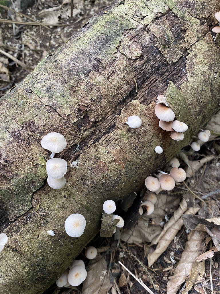 Filoboletus from Dos Estados, Indaial, SC, BR on November 26, 2023 at ...