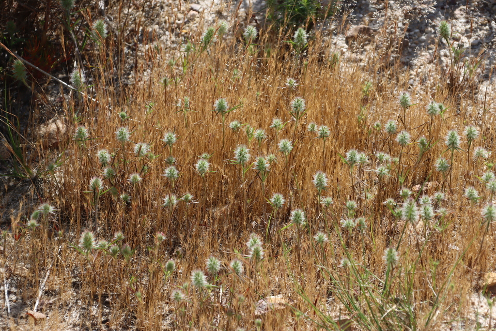 Narrow-leaved clover from Noordhoek road track, just north of ...