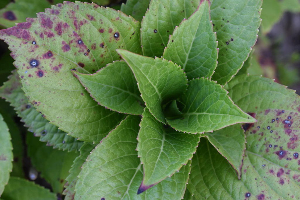 Cercospora Leaf Spot on Hydrangea in September 2022 by Charles. on ...