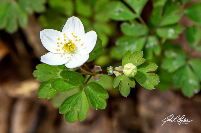 buttercup family from Reston, VA, USA on March 27, 2021 at 12:11 PM by ...