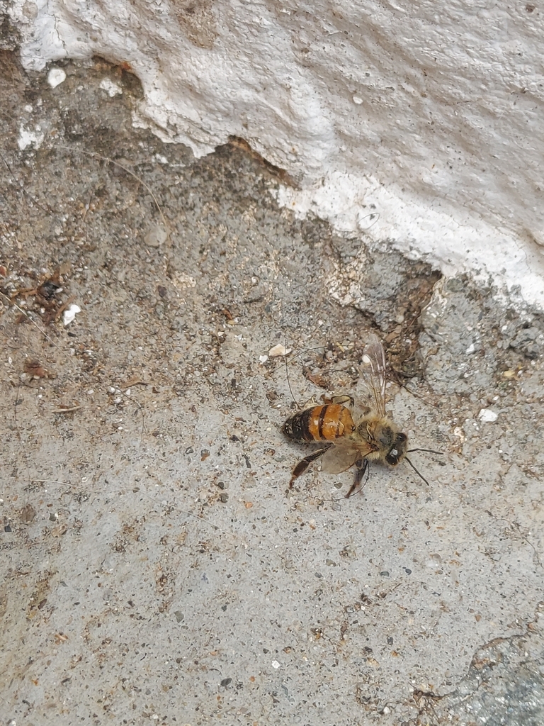 Western Honey Bee from Crete on May 3, 2023 at 10:26 AM by Andy Donegan ...