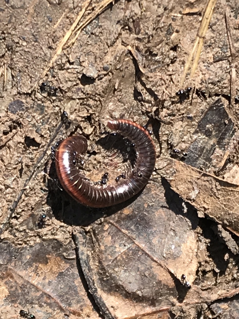 Round-backed Millipedes from San Pedro Garza García, San Pedro Garza ...