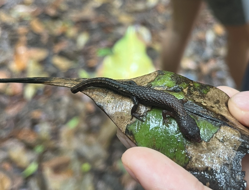 Northern Root Teju from Cocle, PA on November 26, 2023 at 10:50 AM by ...