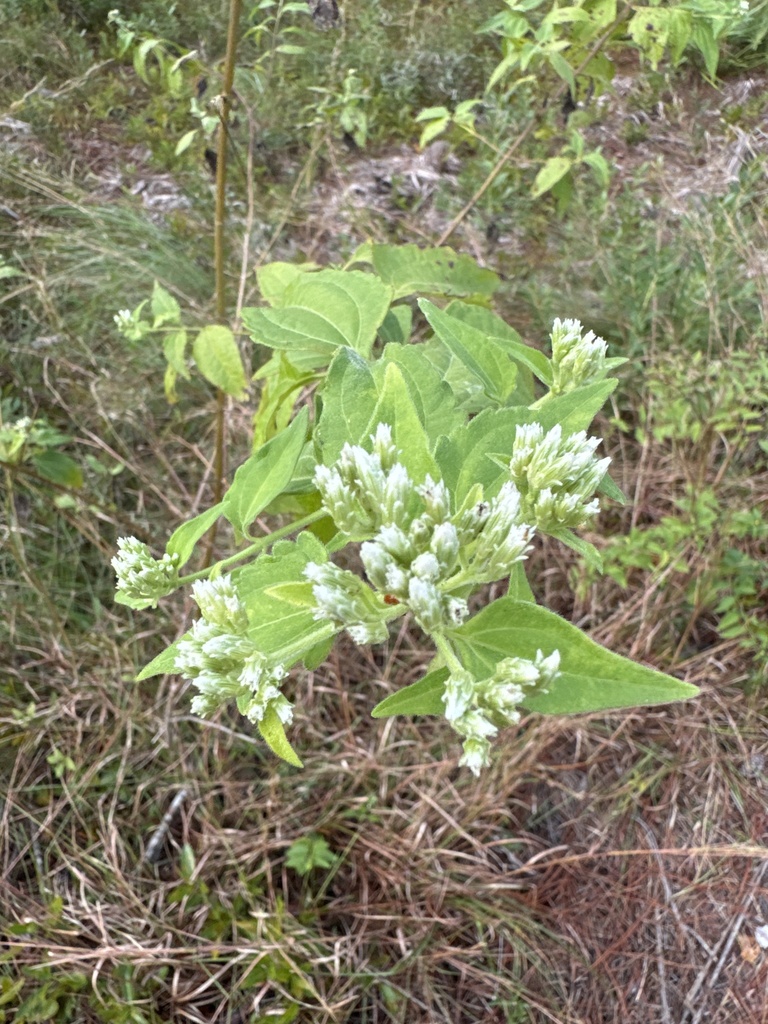 Siam weed from Jupiter, FL, US on November 26, 2023 at 10:49 AM by ...