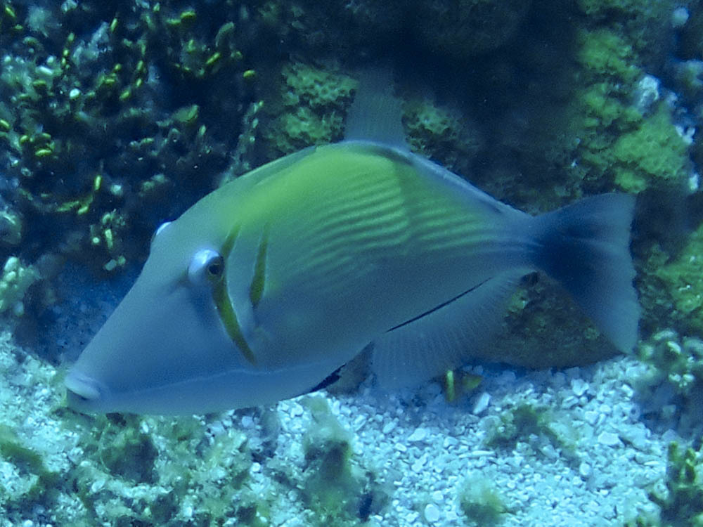 Lei Triggerfish from Majuro Atoll, RMI on September 9, 2023 at 03:25 PM ...