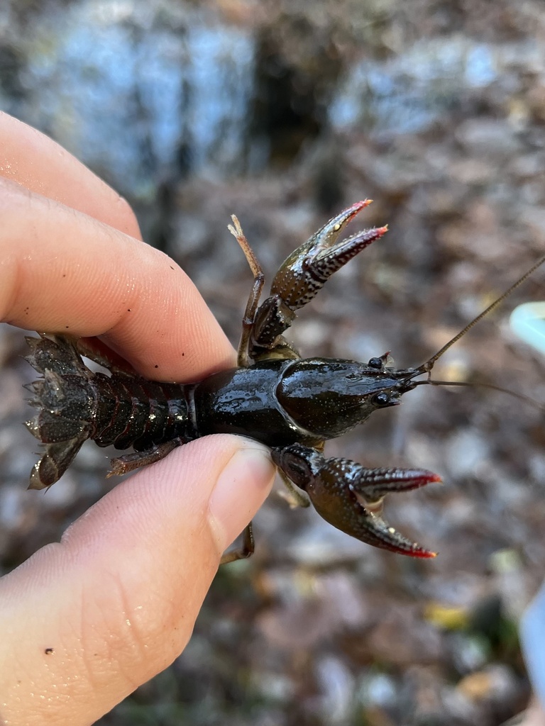 Devil Crayfish in November 2023 by Max Ramey · iNaturalist