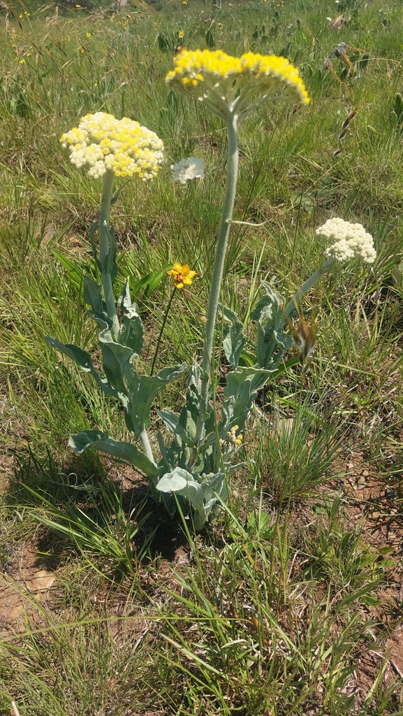 Pale Everlasting from Emakhazeni Local Municipality, South Africa on ...