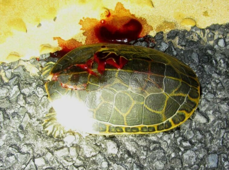 Florida Chicken Turtle in August 2014 by David Heckard · iNaturalist