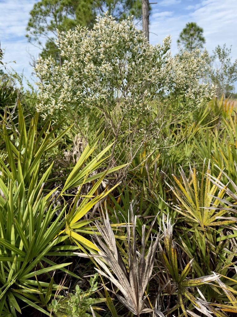 groundsel tree from Sebring, FL, US on November 26, 2023 at 10:02 AM by ...
