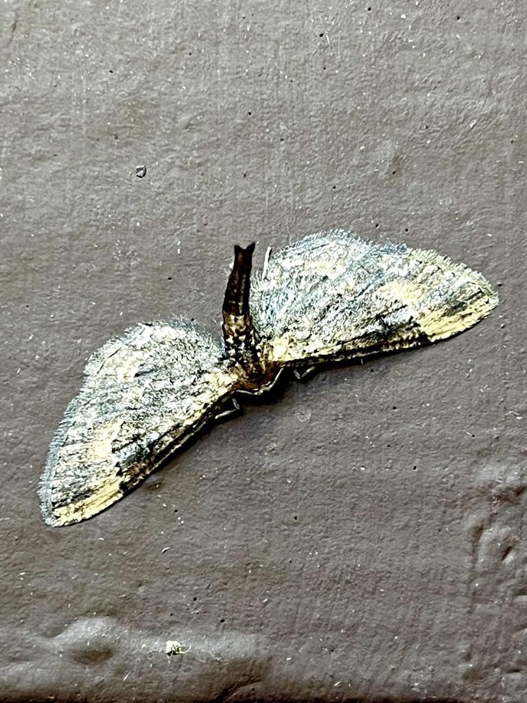 Geometer Moths from Coronado National Forest, Nogales, AZ, US on ...