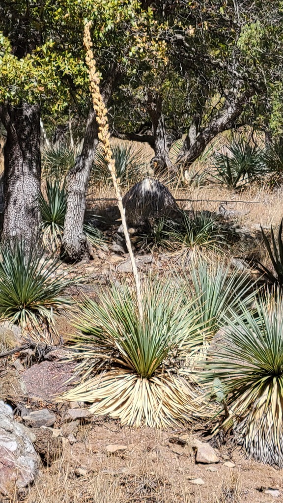 Wheeler sotol from Sierra Vista Southeast, AZ, USA on November 25, 2023 ...