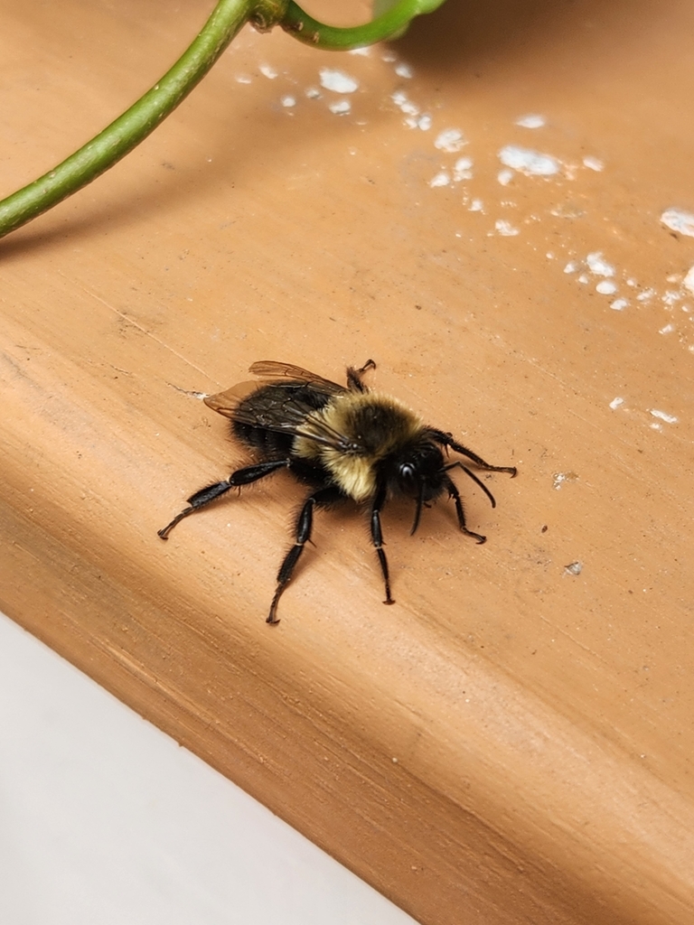 Common Eastern Bumble Bee from Broadhurst, NC 27603, USA on November 26 ...