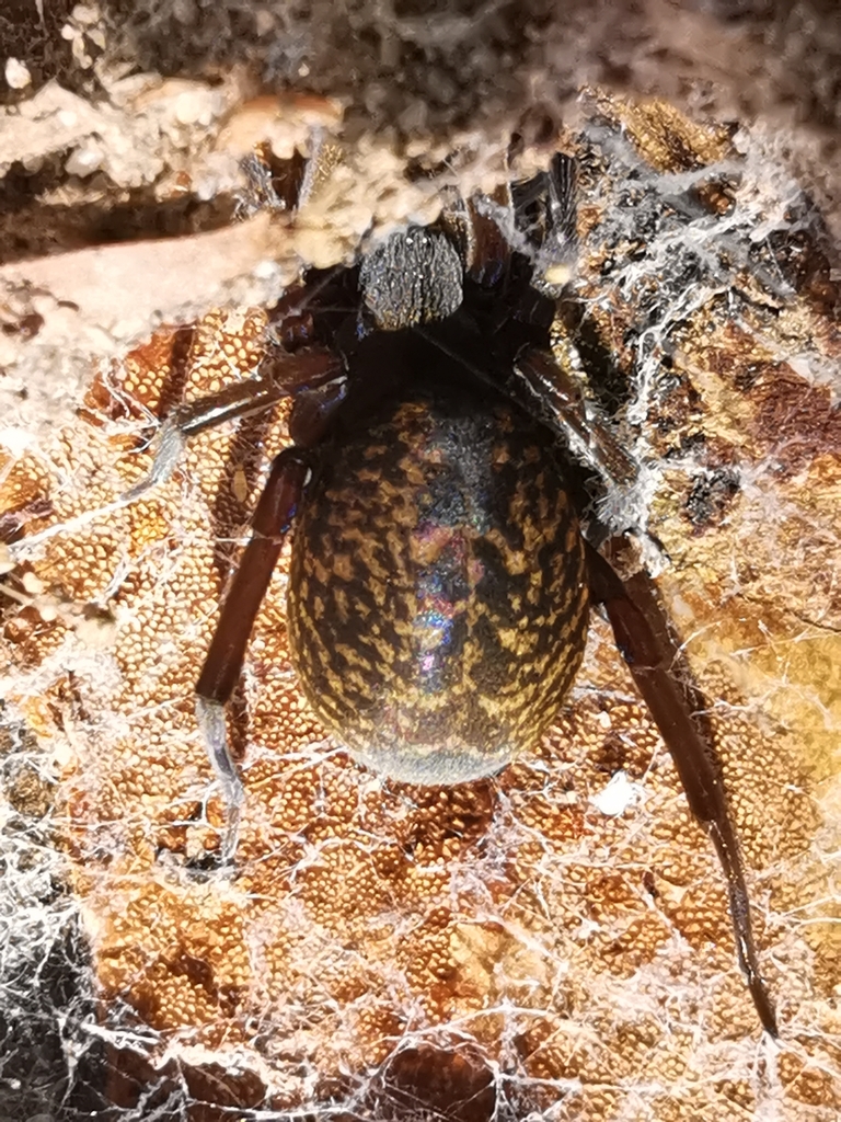 Phyxelidid Spiders in November 2023 by michelledw · iNaturalist