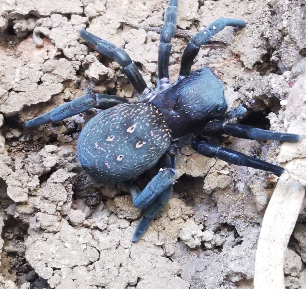 Tree Velvet Spiders in November 2023 by michelledw · iNaturalist