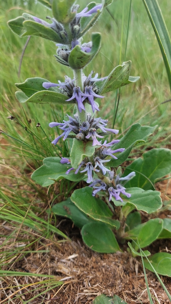 Bugle Plant from Emakhazeni Local Municipality, South Africa on ...