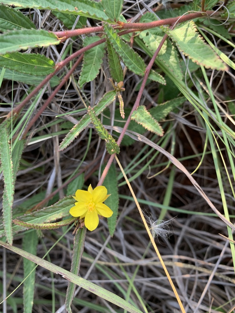 Bushveld Gusha from University Of Pretoria, Pretoria, GP, ZA on ...