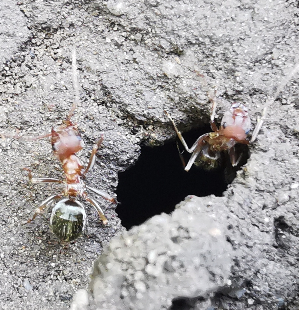Large Pugnacious Ant in November 2023 by michelledw · iNaturalist
