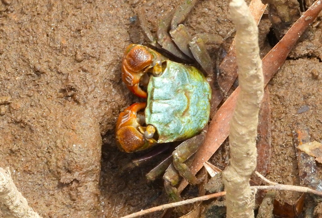 Red-fingered Marsh Crab from arno bay, south Australia on November 10 ...