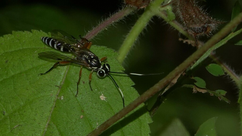 Ichneumonid Wasps from Nagla on November 14, 2023 at 10:29 AM by Dinesh ...