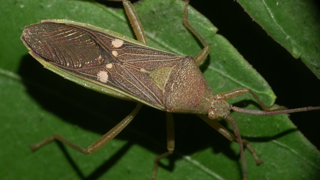 Homoeocerus from Nagla on November 14, 2023 at 11:08 AM by Dinesh ...
