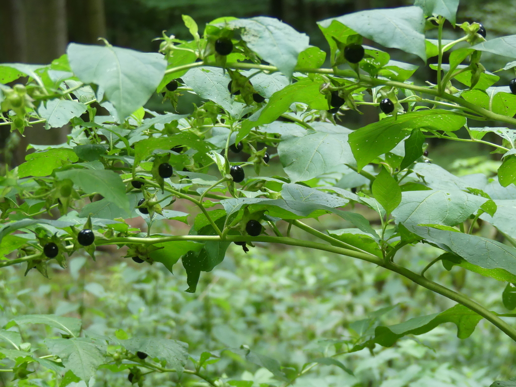 Deadly Nightshade from 31737 Rinteln, Deutschland on August 13, 2017 at ...