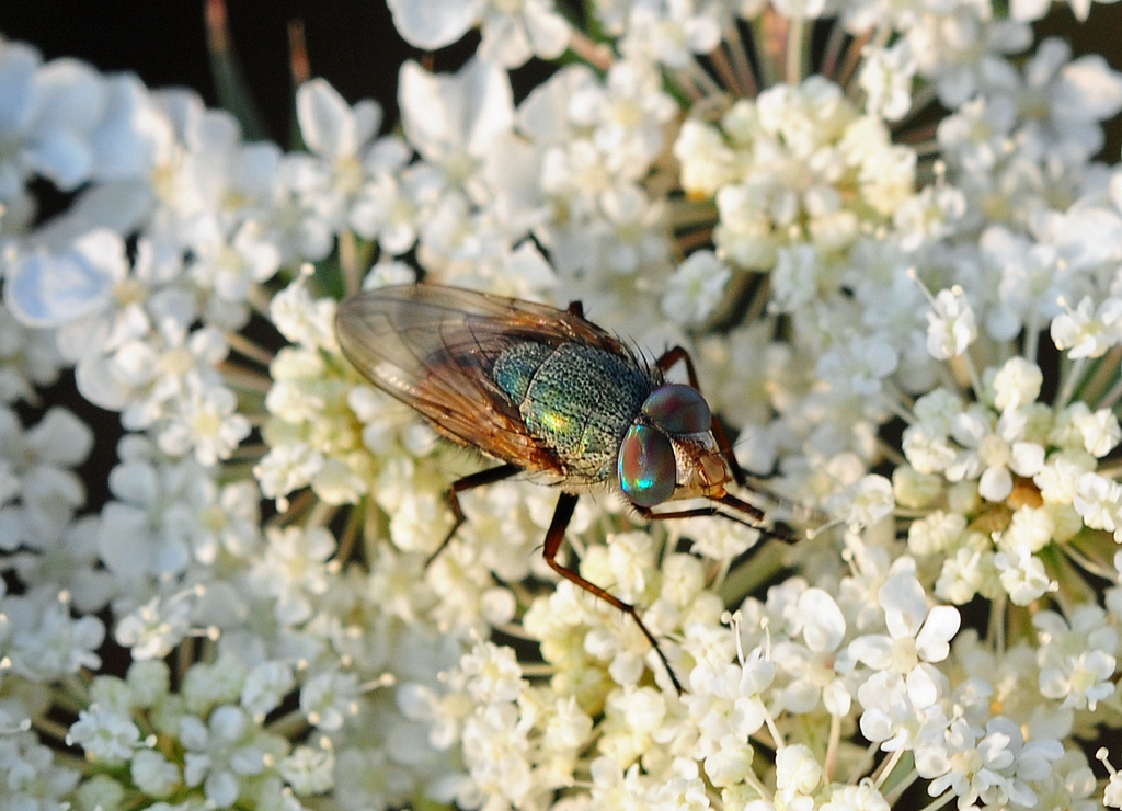Rhyncomya from Trpanj, Kroatien on July 12, 2013 at 06:32 PM by ...