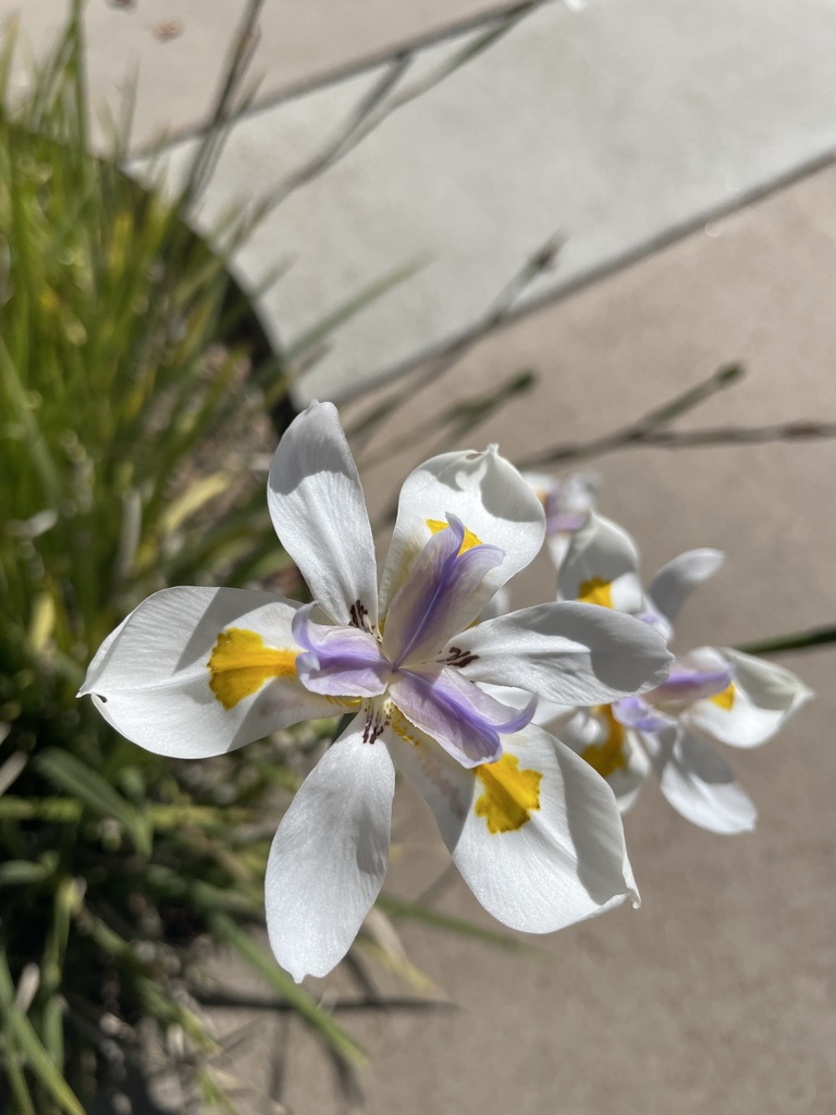 Small Fortnight Lily from 13th Ave, San Mateo, CA, US on October 12 ...