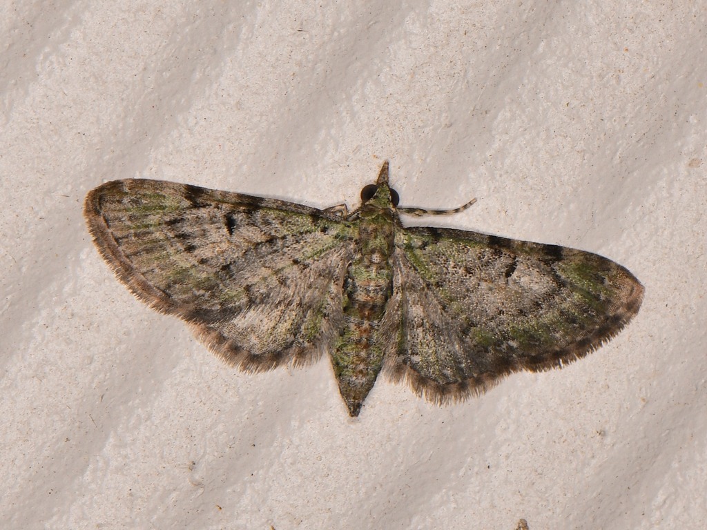 Common Eupithecia Moth from Williamson County, TX, USA on November 20 ...